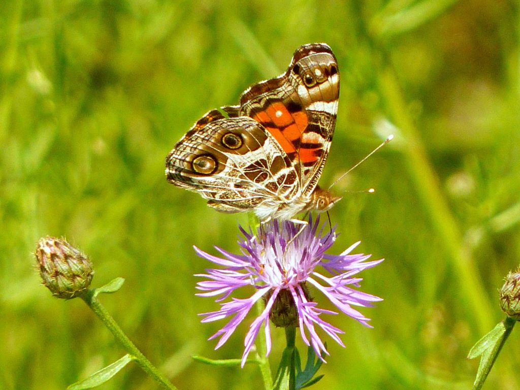Sightings – Insects and Spiders – Sharon Friends of Conservation