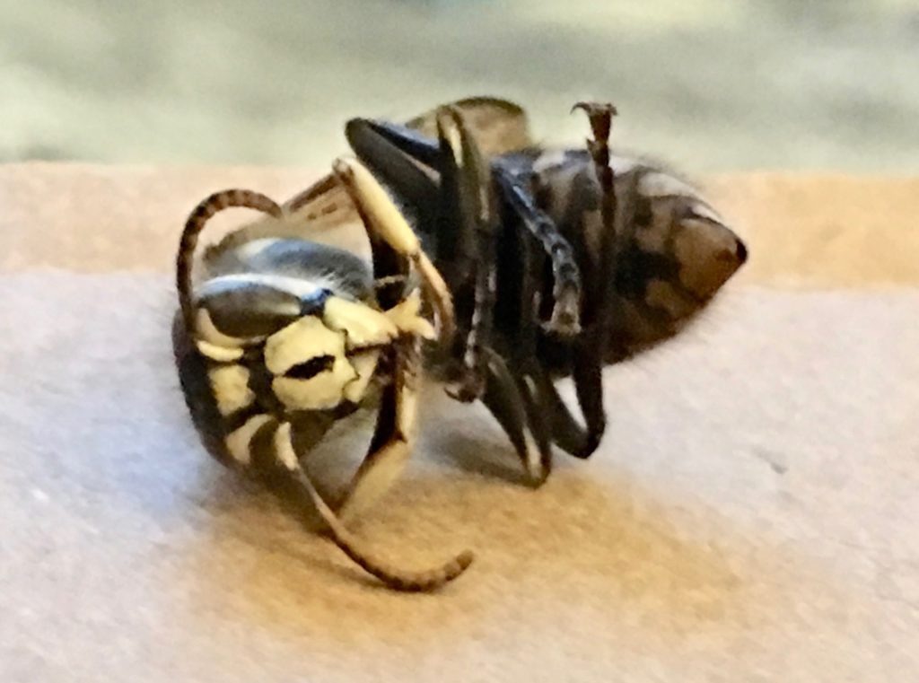 Sightings – Hymenoptera (wasps, bees & ants) – Sharon Friends of ...