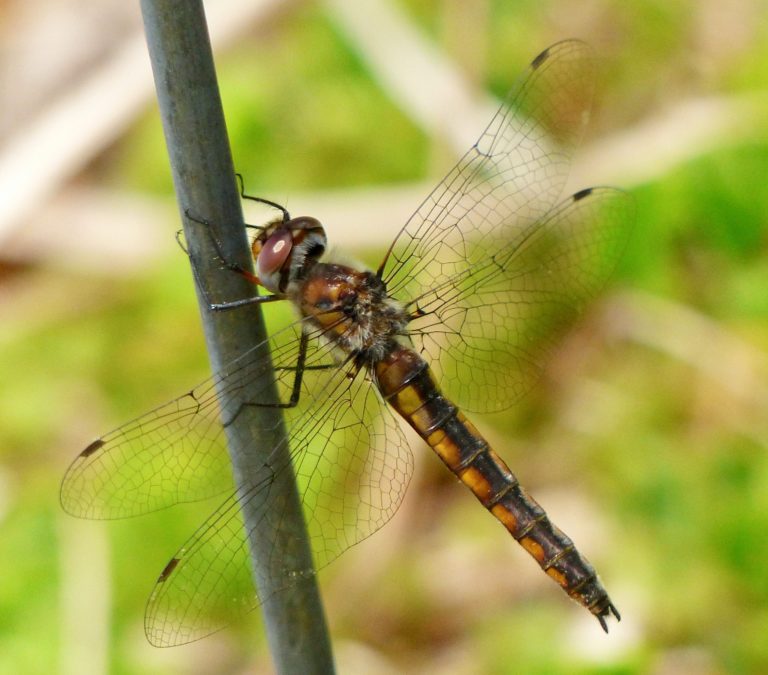 Common Baskettail dragonfly – 5/6/15 – Sharon Friends of Conservation
