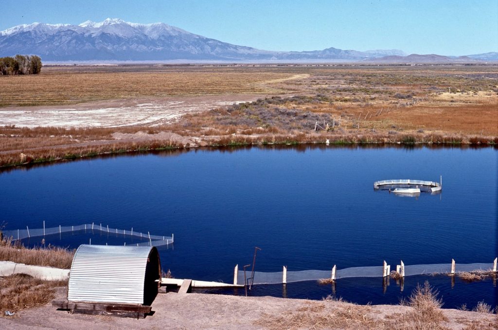 Sightings – Fish – Sharon Friends of Conservation