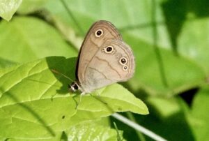 Little Wood Satyr – 5/26/26 – Sharon Friends of Conservation